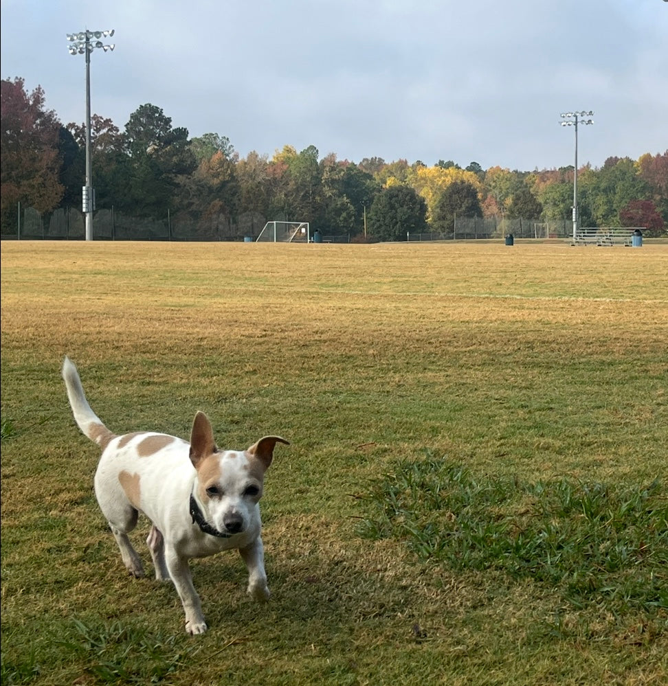My Dog’s Experience with Copper Storage Disease in Dogs and Why I Thin ...
